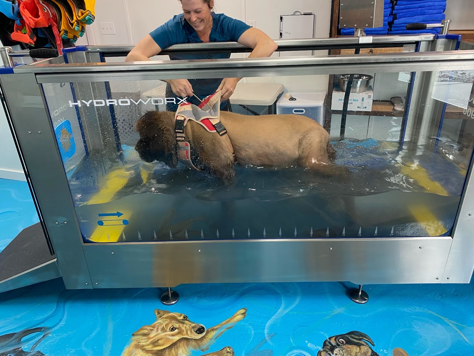 5 Applications for Canine Hydrotherapy - HydroWorx