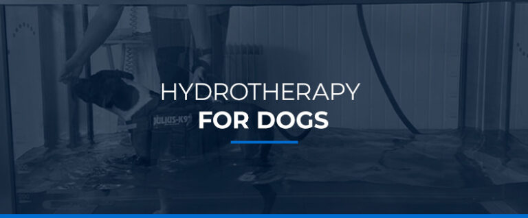 Canine Hydrotherpy Guide | Hydrotherapy For Dogs | HydroWorx